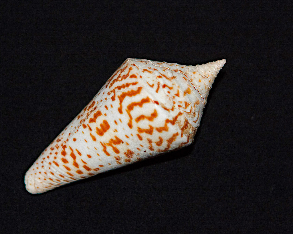 Sozon's Cone from Gulf of Mexico off Apalachee Florida, USA on November ...