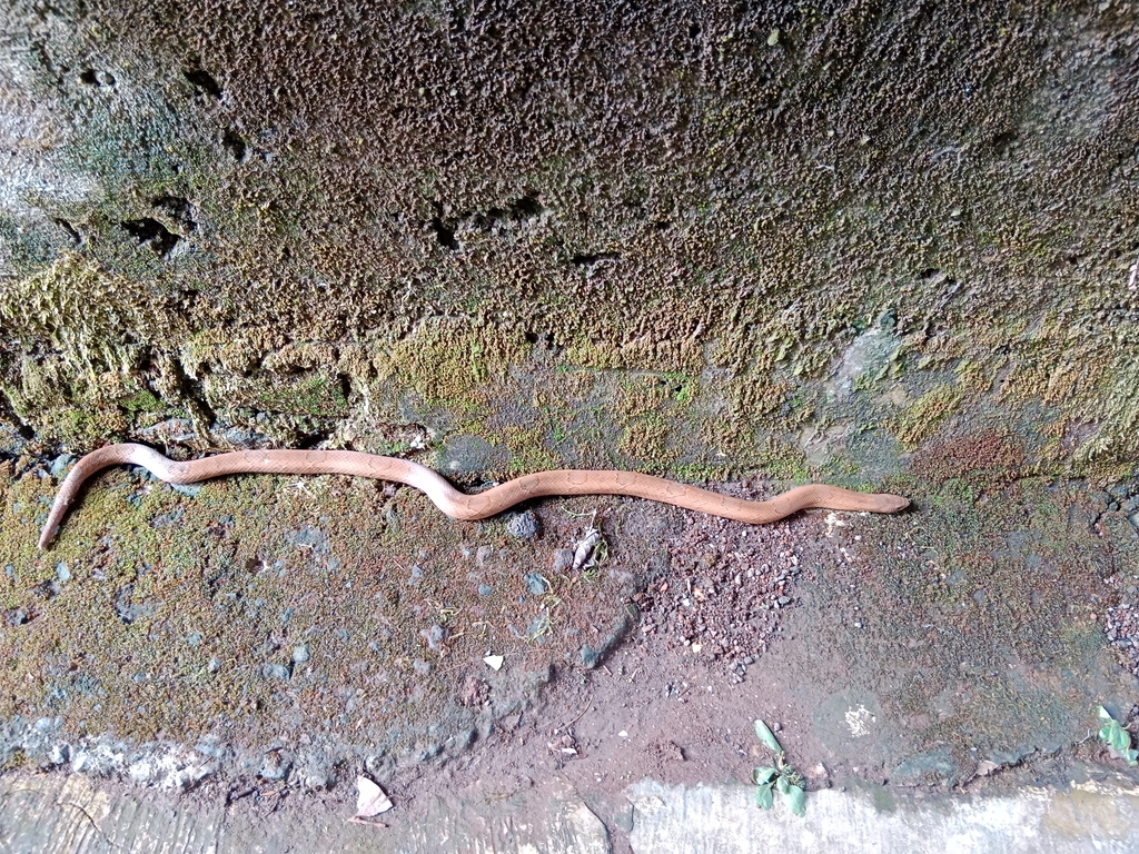 Brown Kukri Snake from Gunungcupu, Sindangkasih, Ciamis Regency, West ...