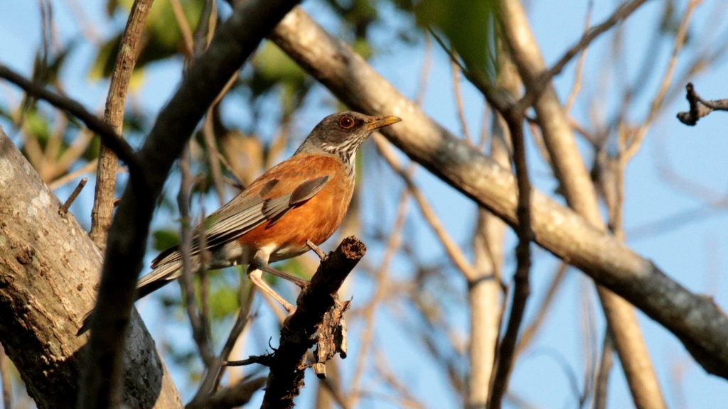 Rufous-backed Robin from Pochutla Oaxaca on March 27, 2016 at 05:41 PM ...