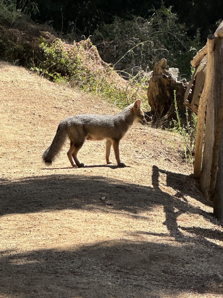 Chilla from Quebrada De Cordova, El Tabo, Región de Valparaíso, CL on ...