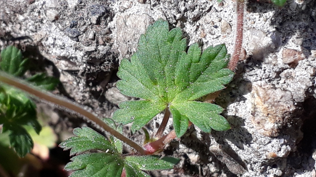 Black Eyed Geranium (Geranium Family of North America) · iNaturalist