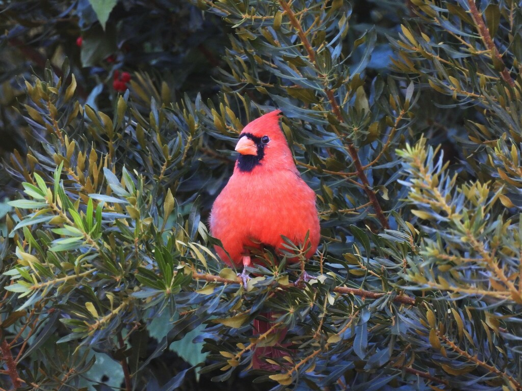 Northern Cardinal from Downtown, Little Rock, AR, USA on November 4 ...