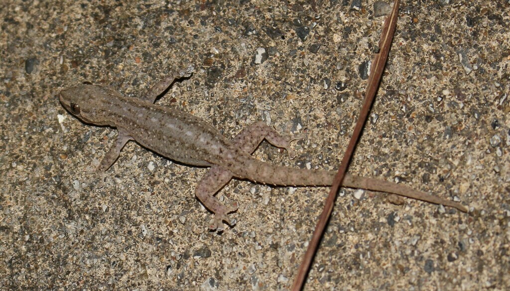 House Geckos from Garabito, Puntarenas, Costa Rica on November 12, 2023 ...