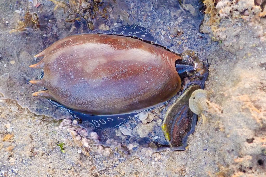 Melon Shell from Exmouth Gulf D, WA, Australia on November 14, 2023 at ...