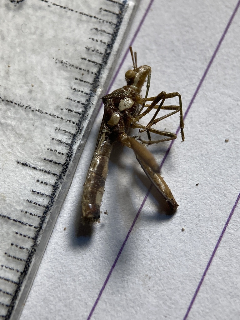 Texas Bow-legged Bug from Privada Sooh, Playa del Carmen, Q. Roo., MX ...