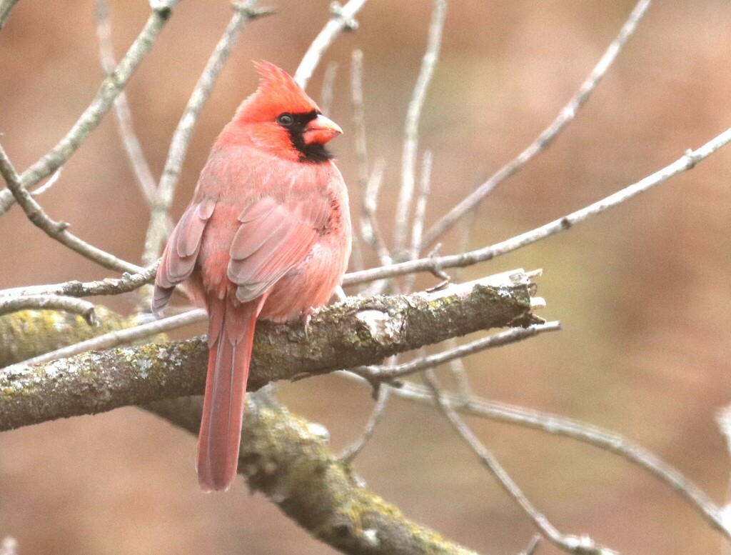 Northern Cardinal from Second Woods Park, St. Catharines, ON, Canada on ...