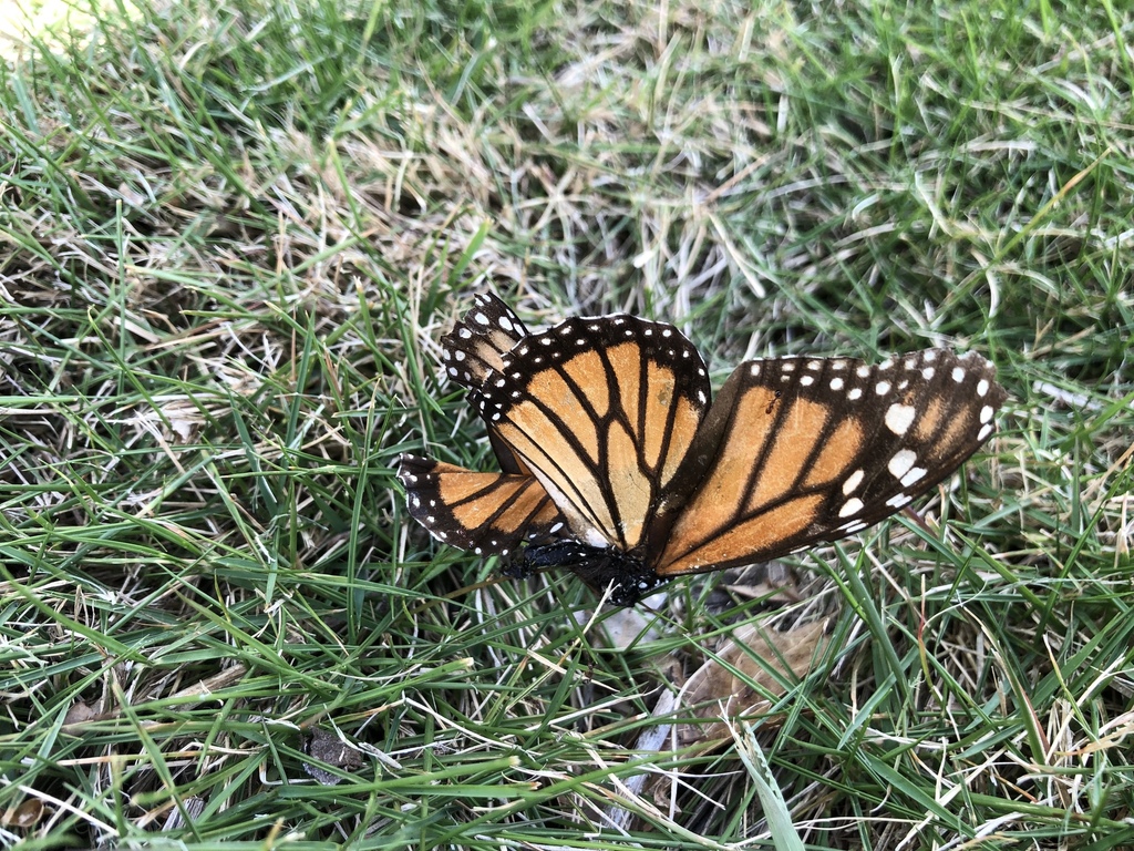 Monarch from 12301 Research Blvd, Austin, TX, US on March 25, 2019 at ...