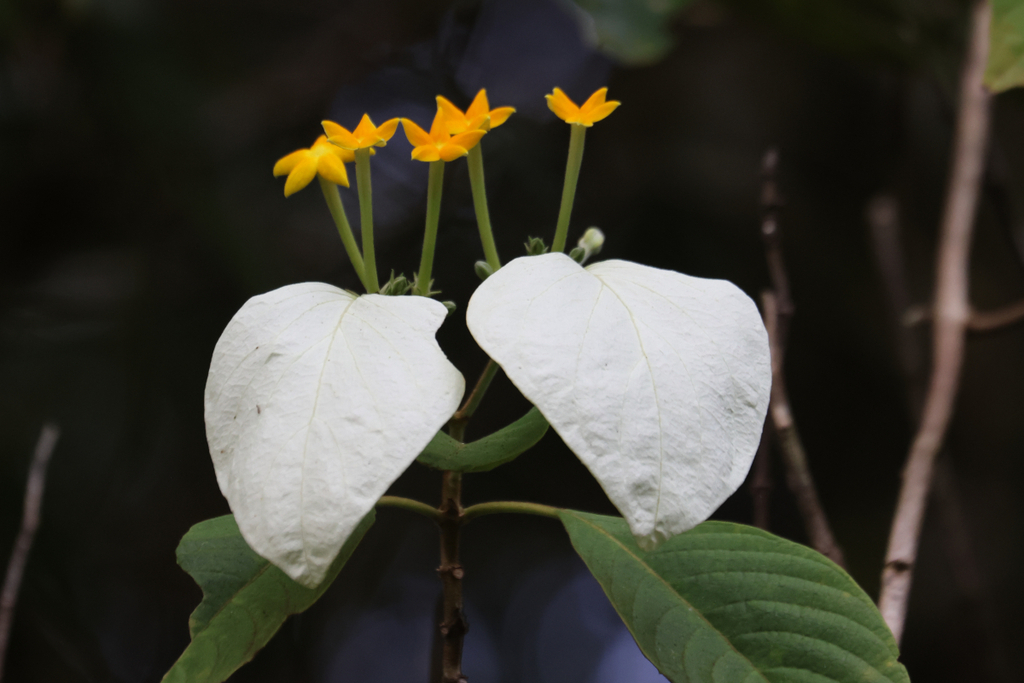 wild mussaenda from Manusela National Park, Maluku County, Maluku ...