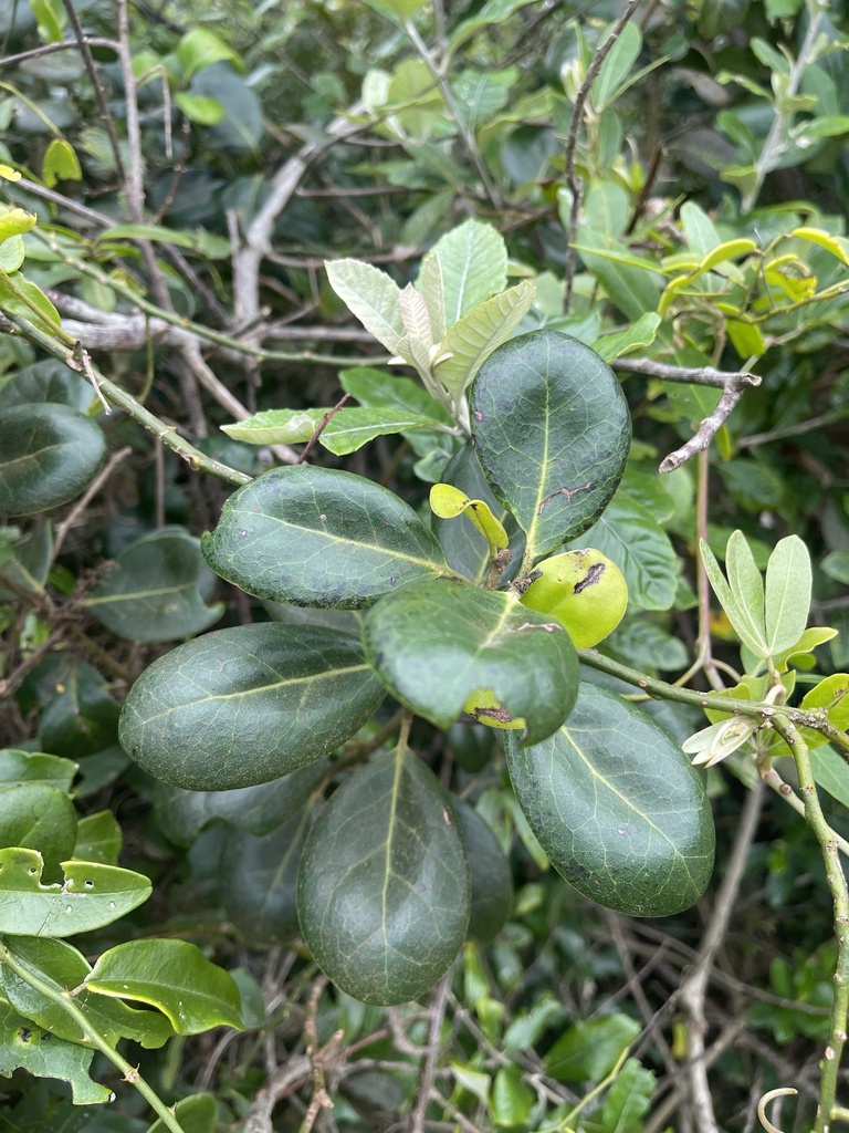 Tonga Guarri from iSimangaliso Wetland Park, Mtubatuba, KZN, ZA on ...