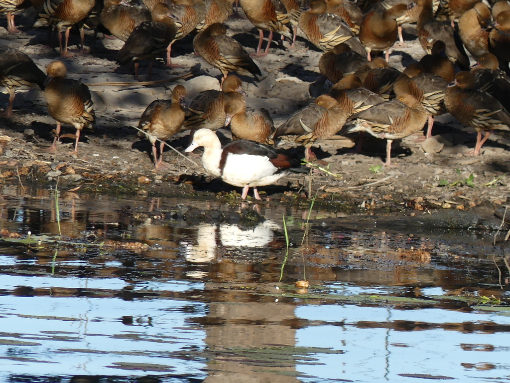 Radjah Shelduck from Kakadu NT 0822, Australia on July 25, 2023 at 11: ...