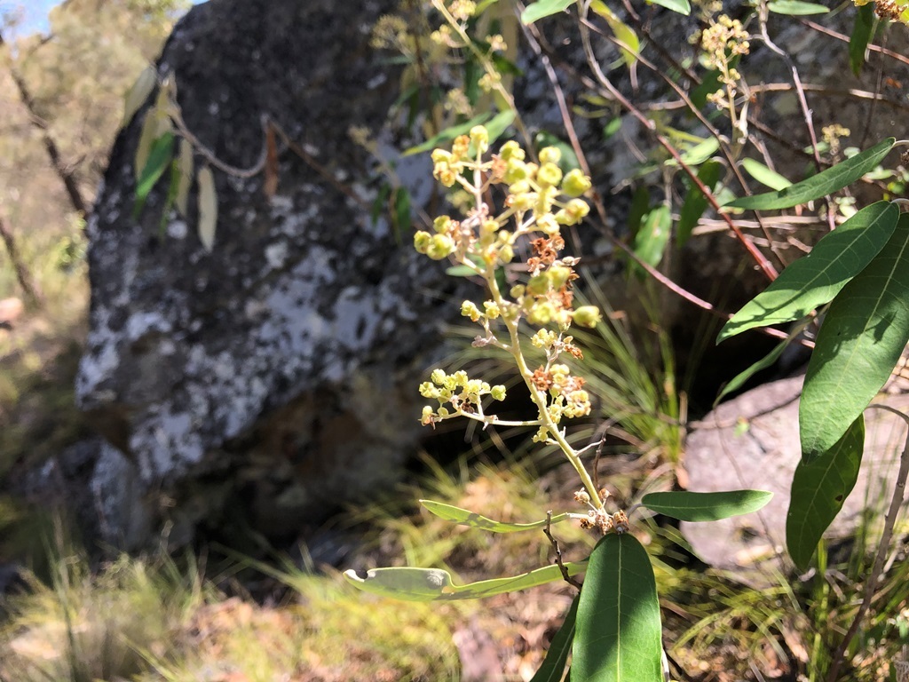 Broad-leaf Star Hair from West Haldon QLD 4359, Australia on November ...
