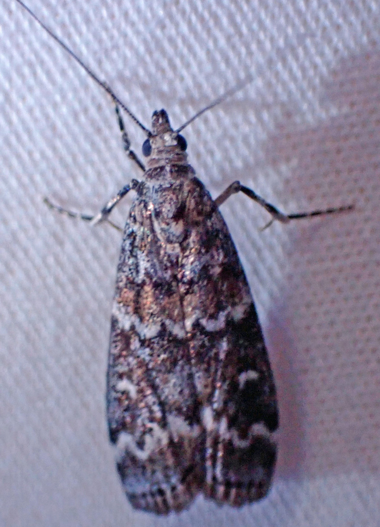Spruce Coneworm Moth in July 2023 by Brent Guinn · iNaturalist