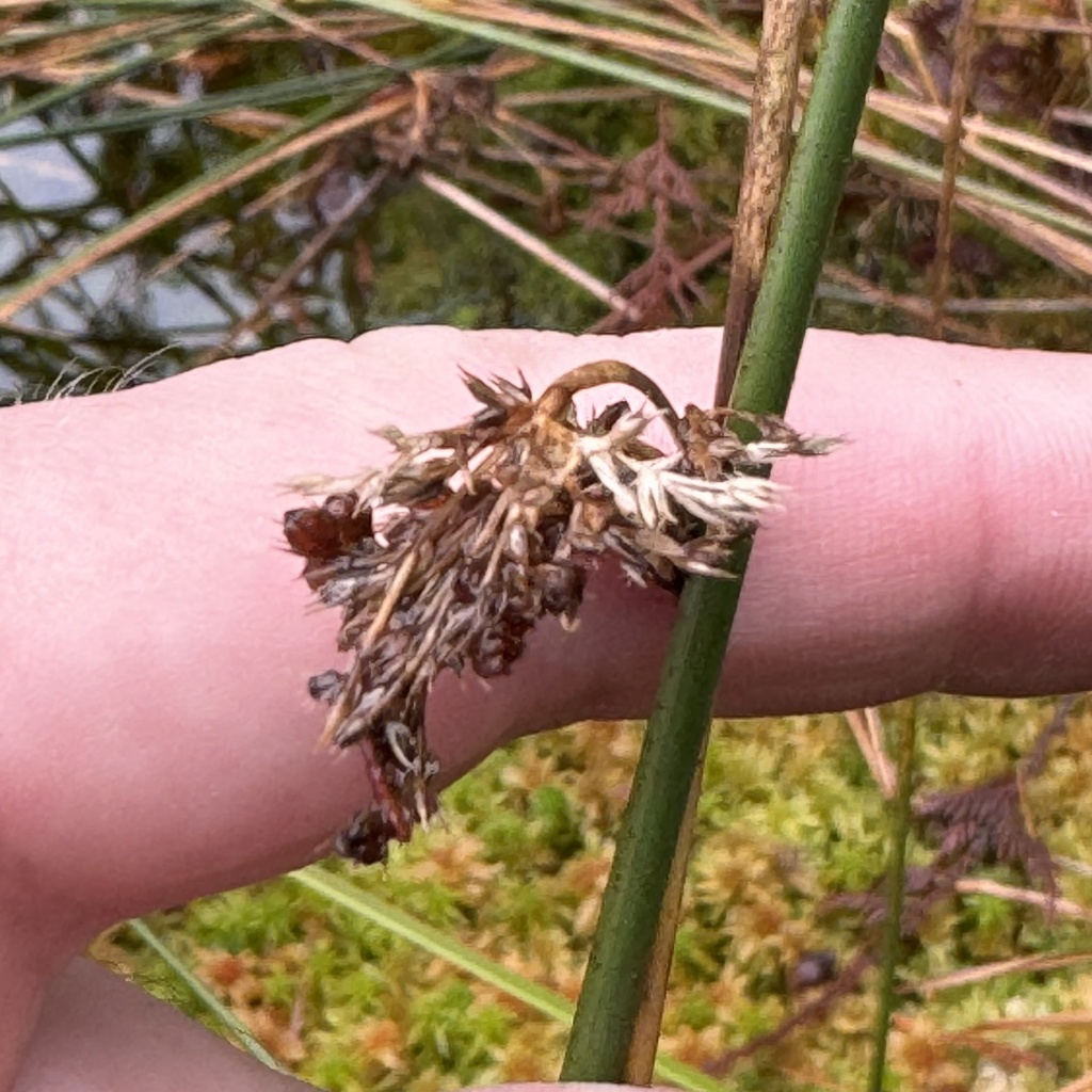 Soft Rush from Carnation, WA, US on November 12, 2023 at 01:44 PM by ...