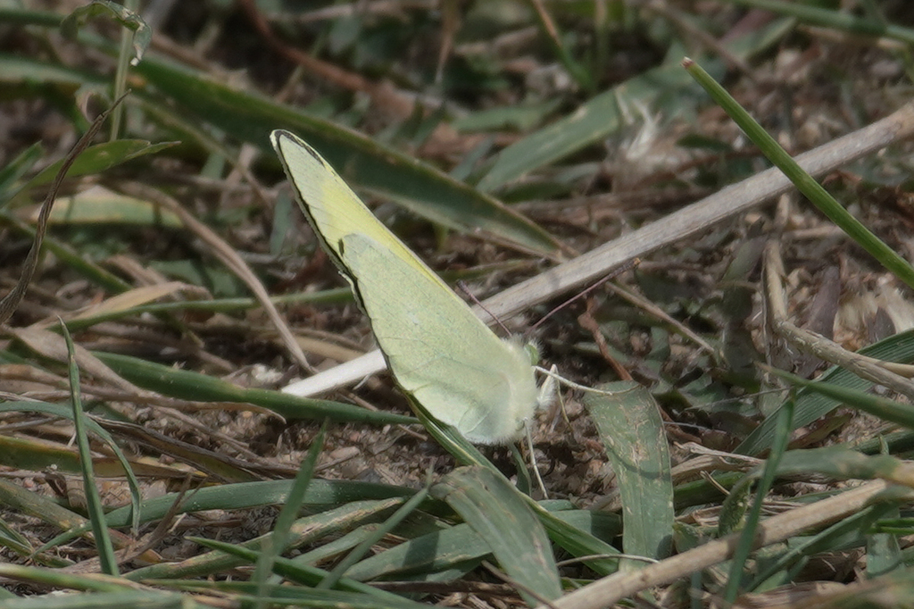Queen Alexandra’s Sulphur from Rocky Mountain NP--Upper Beaver Meadows ...