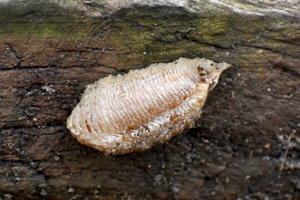European Mantis from Rosemère, QC, Canada on November 13, 2023 at 11:53 ...