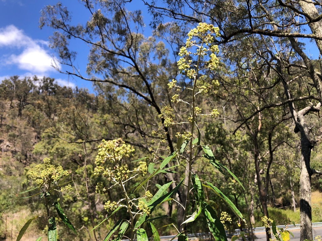 Broad-leaf Star Hair from West Haldon QLD 4359, Australia on November ...