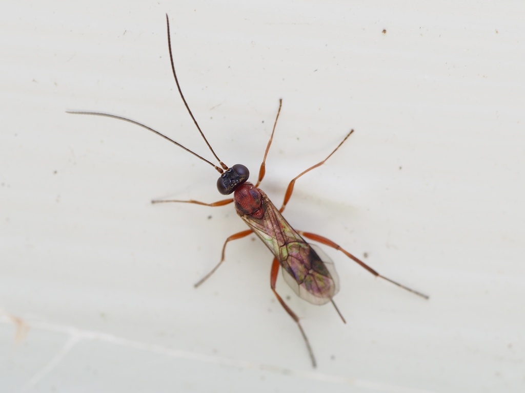 Ichneumonid Wasps from North Island, Kaeo, Northland, NZ on November 13 ...