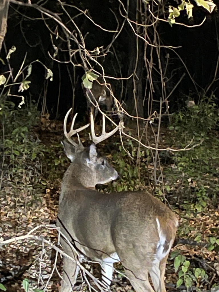 White-tailed Deer from Madison Area Technical College Truax Campus ...
