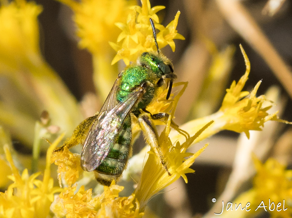 Striped Sweat Bees from South Richland, Richland, WA, USA on October 17 ...