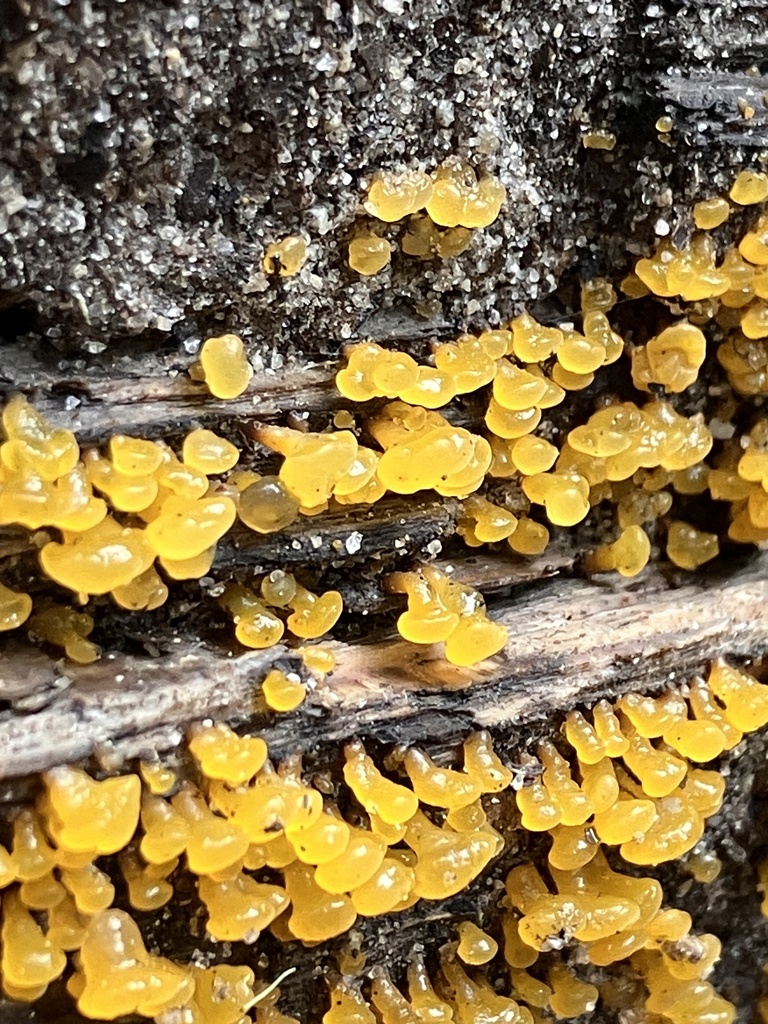 Dacrymyces capitatus from Henry Cowell Redwoods State Park, Felton, CA ...