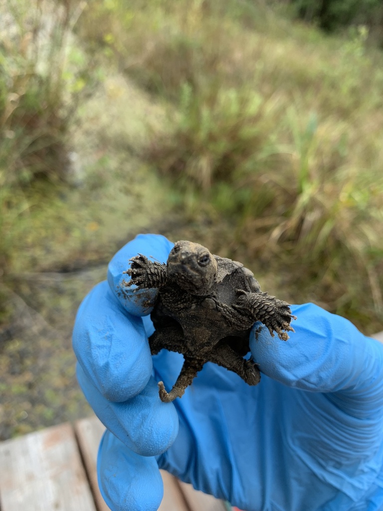 Common Snapping Turtle from Silver Lake Provincial Park, Tay Valley, ON ...