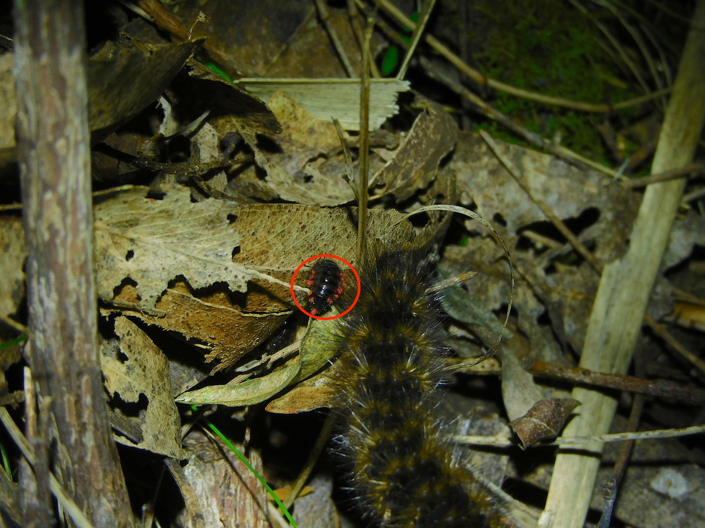 Velvet Mites, Chiggers, and Relatives from Truganini Track, Taroona TAS ...