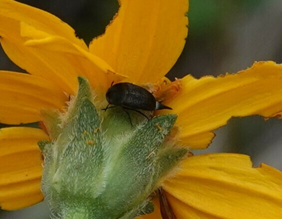 Tumbling Ragdoll from Mission, TX, USA on November 9, 2023 at 09:45 AM ...
