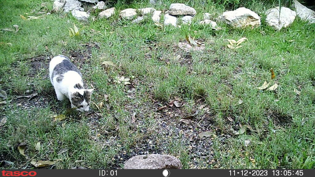 Domestic Cat from Benbrook, TX, USA on November 12, 2023 at 01:05 PM by ...