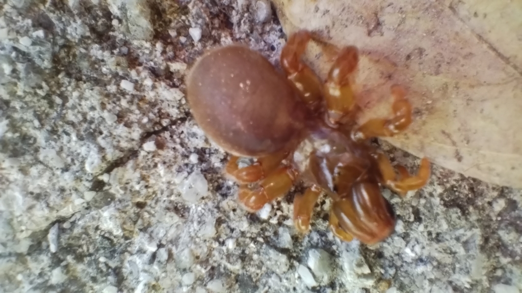 Calommata signata in November 2023 by evdogg. Found in web sac in ...