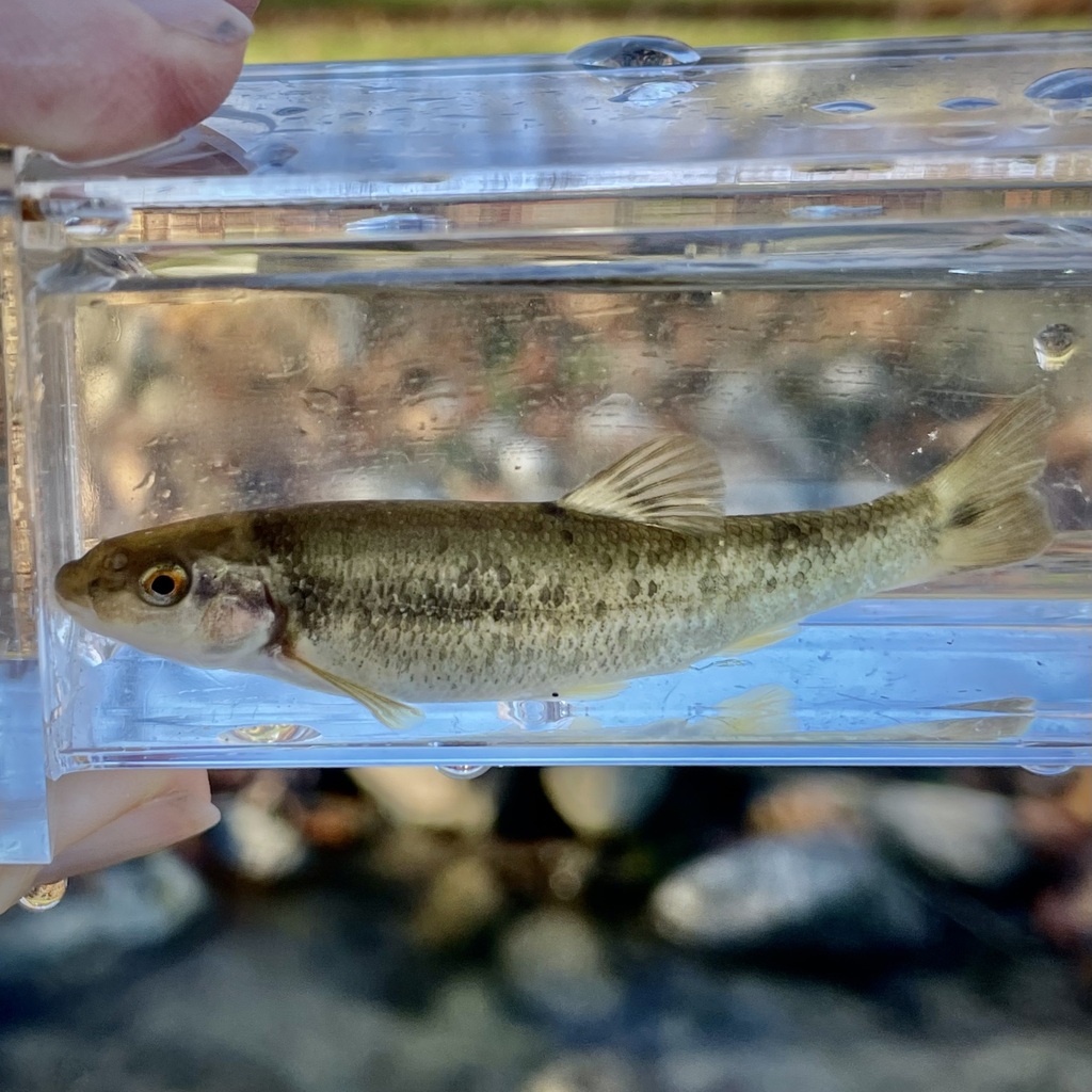 Central Stoneroller from Ionia County, MI, USA on November 13, 2023 by ...