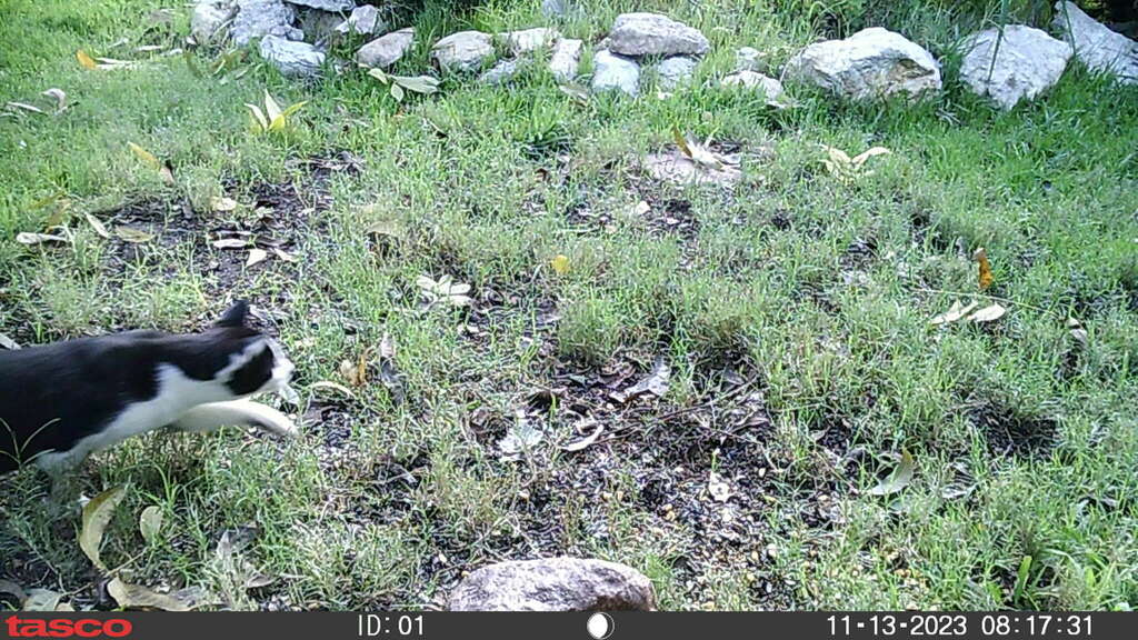 Domestic Cat from Benbrook, TX, USA on November 13, 2023 at 08:17 AM by ...