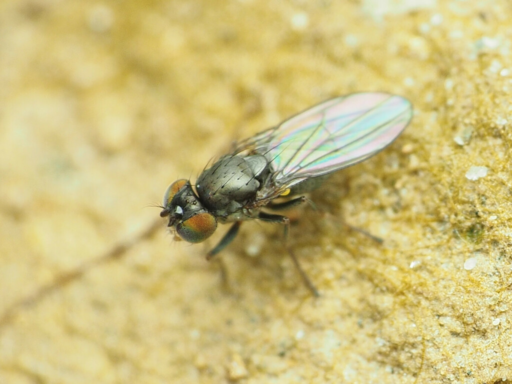 Hydrellia from Potomac, MD, USA on October 1, 2023 at 02:15 PM by Katja ...