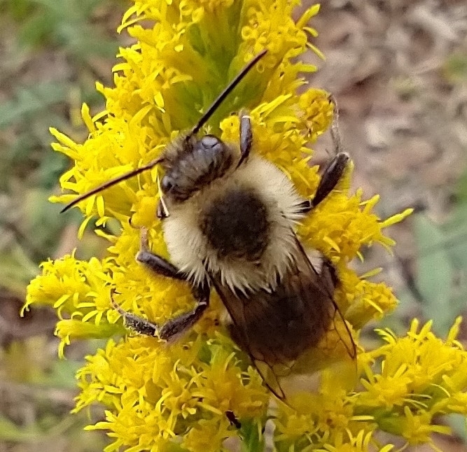Common Eastern Bumble Bee from Walker, LA, USA on November 11, 2023 at ...