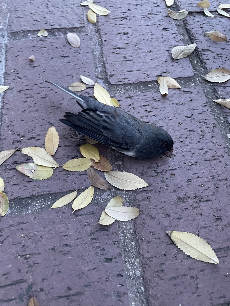 Dark-eyed Junco from W Fifth St, Fort Worth, TX, US on November 13 ...