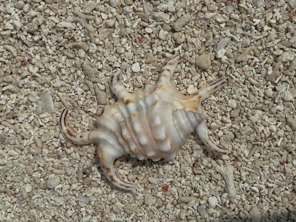 Harpago chiragra rugosus from Herald Cays Australia on November 4, 2023 ...