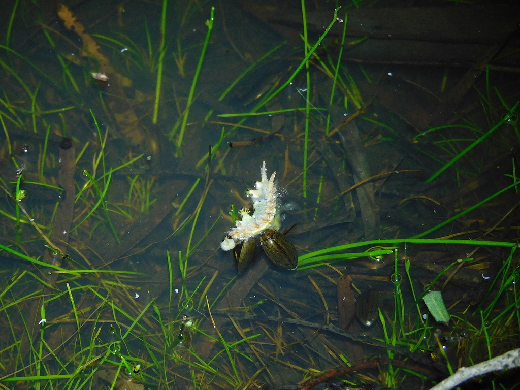 Rhantus from Hobart TAS, Australia on October 31, 2023 at 02:13 AM by ...