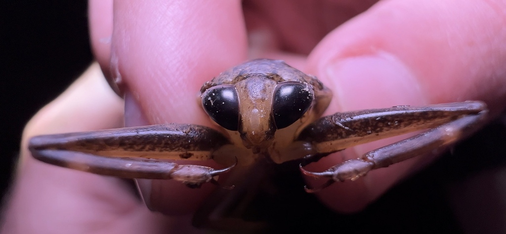 Eastern Toe-biter in November 2023 by mywildbackyard · iNaturalist