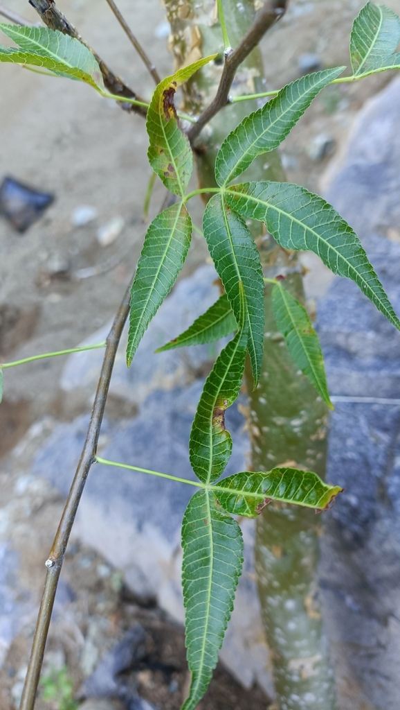 Bursera lancifolia from 34693 Dgo., México on November 13, 2023 at 09: ...
