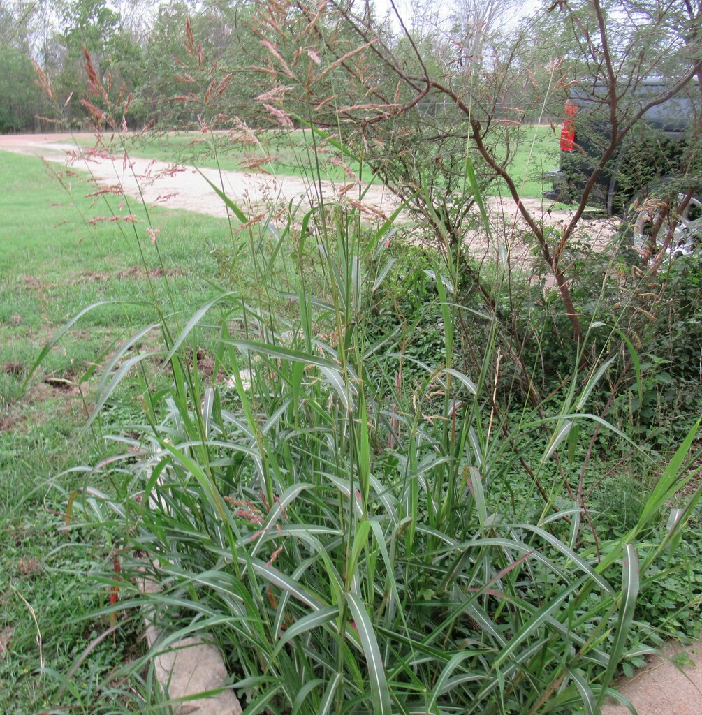 Johnson grass from S M Tracy Herbarium, College Station, Brazos Co., TX ...