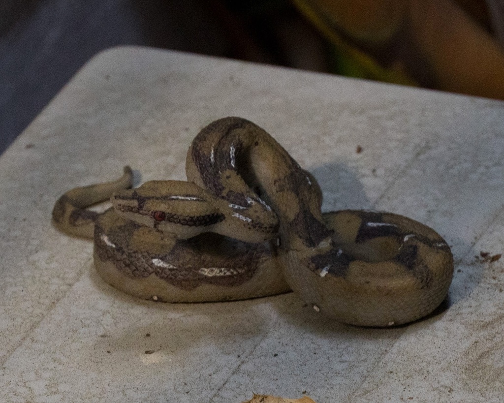 Snakes in November 2023 by megaorcinus · iNaturalist