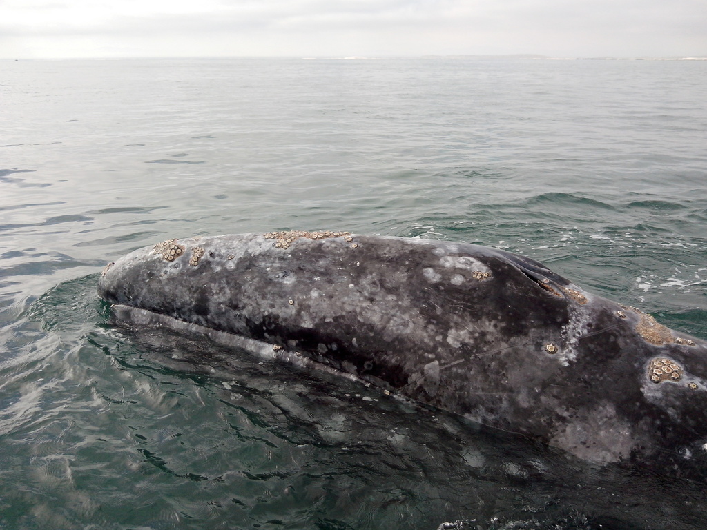 Grey whales (Eschrichtius) - Marine Life Identification