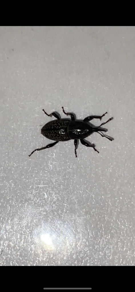 Rhynchophorini from Park Ave, Bridgeport, CT, US on September 3, 2023 ...
