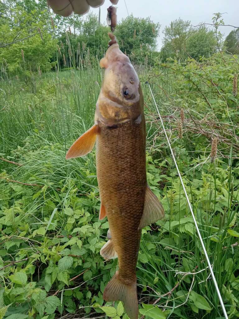 White Sucker from Sackville, NB, Canada on June 10, 2023 at 04:13 PM by ...