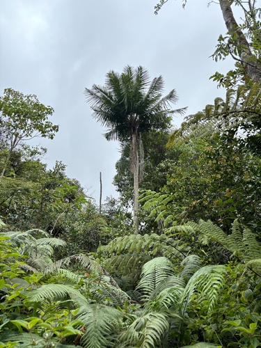 Ravenea moorei · iNaturalist United Kingdom