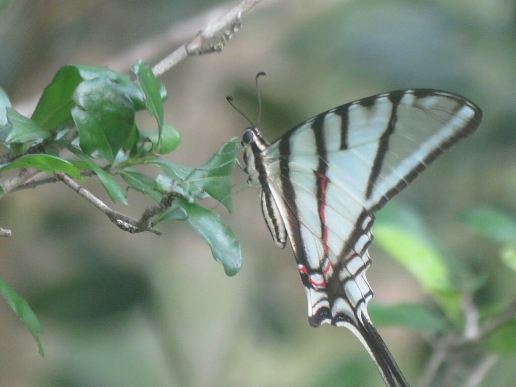 Mexican Kite Swallowtail from Champotón, Camp., México on August 26 ...