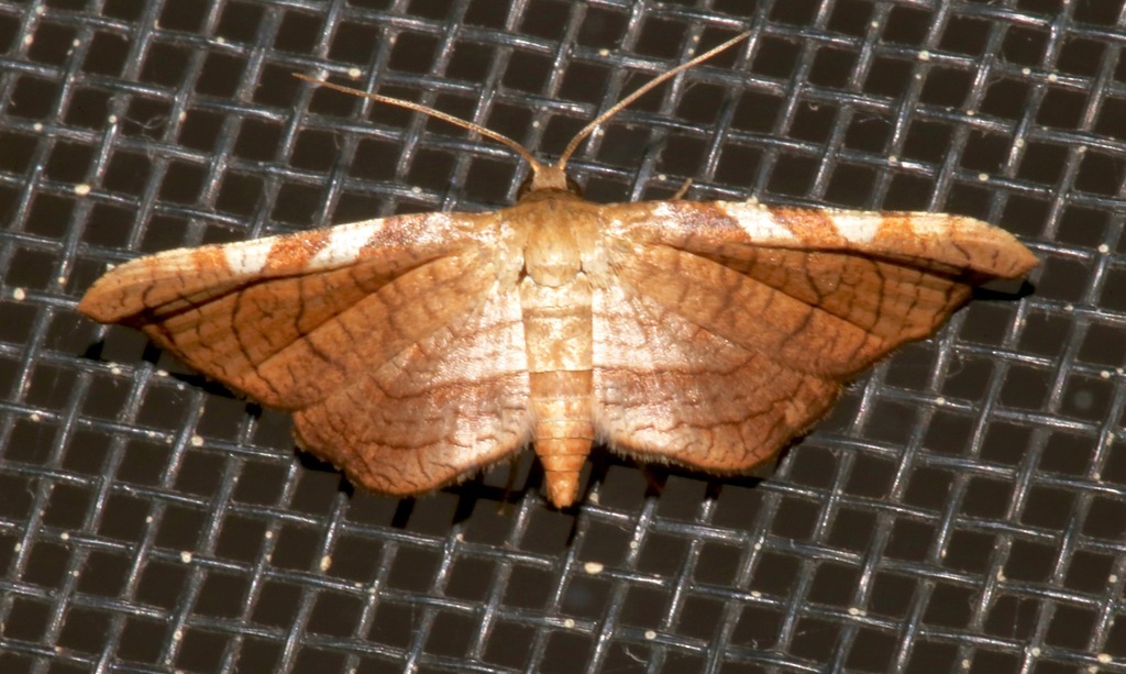 Window-winged Moths from Archidona Canton, Ecuador on April 4, 2018 at ...