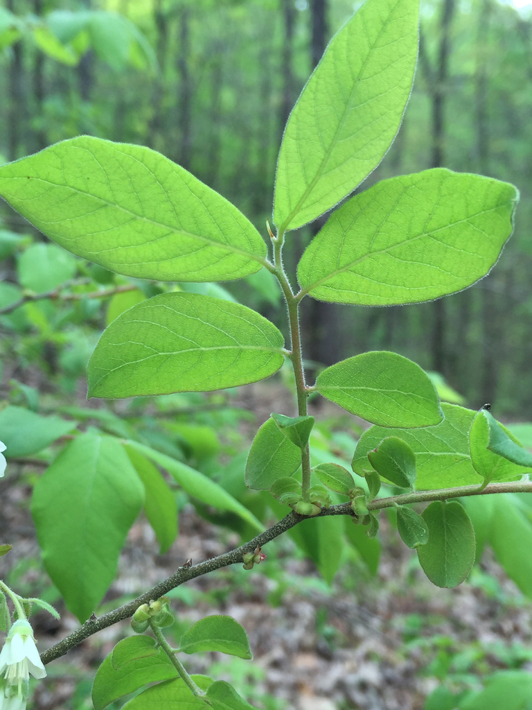 Bigleaf Snowbell (Styrax grandifolius) - Botanical Realm