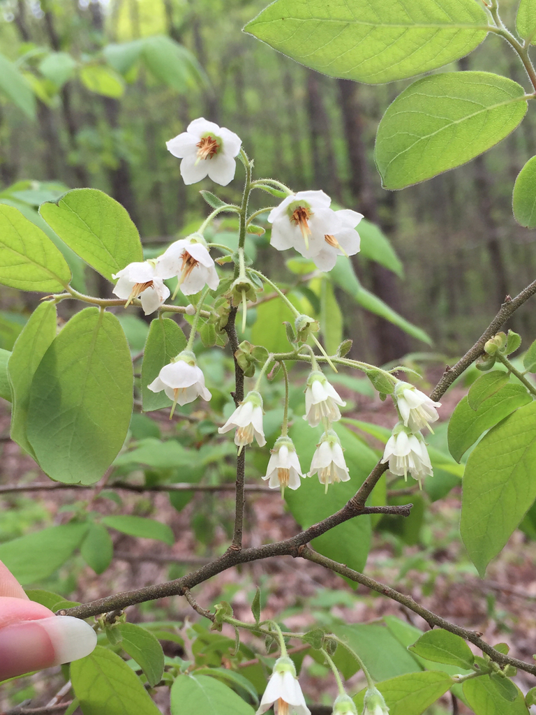 Bigleaf Snowbell (Flora & Fauna of Mecklenburg County, NC) · iNaturalist