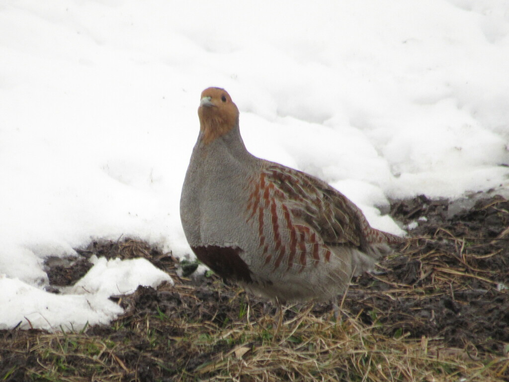Gray Partridge from Union County, OR, USA on February 13, 2019 at 05:24 ...