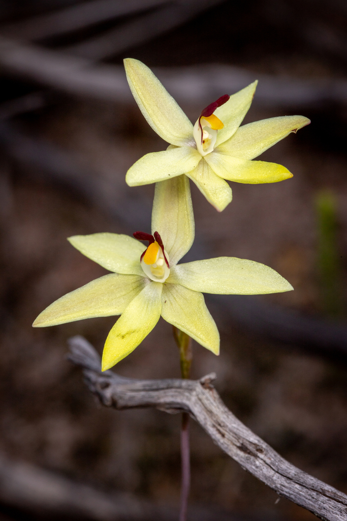lemon-scented sun orchid from North Stirlings WA 6338, Australia on ...
